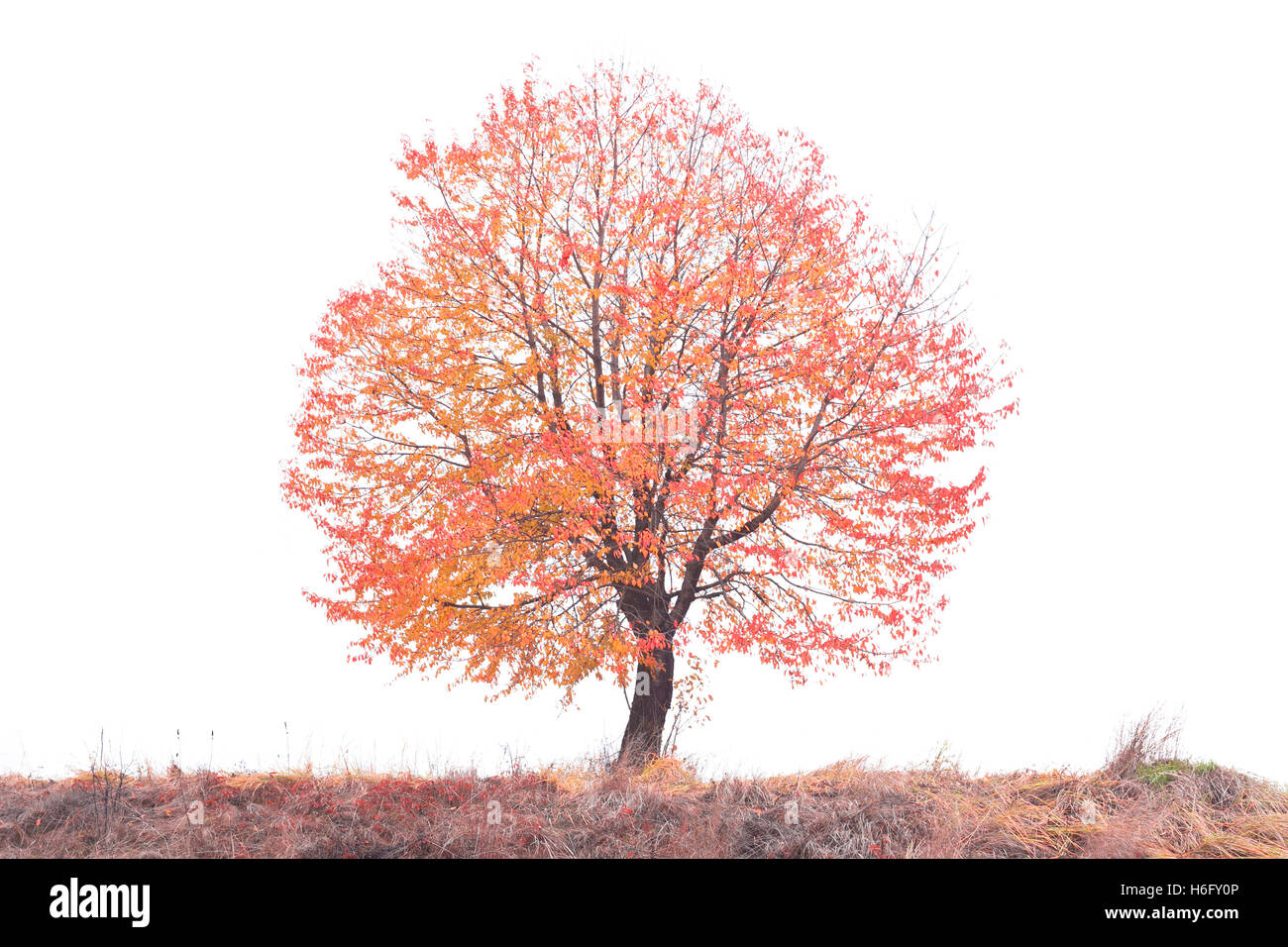 autumn red tree with white background and meadow Stock Photo - Alamy