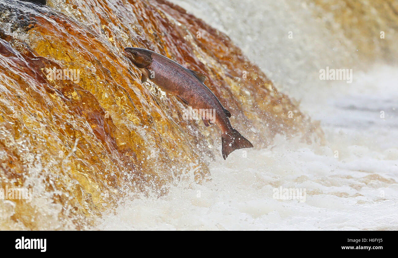 A salmon makes its way upstream on the River Tyne in Hexham, as tens of ...