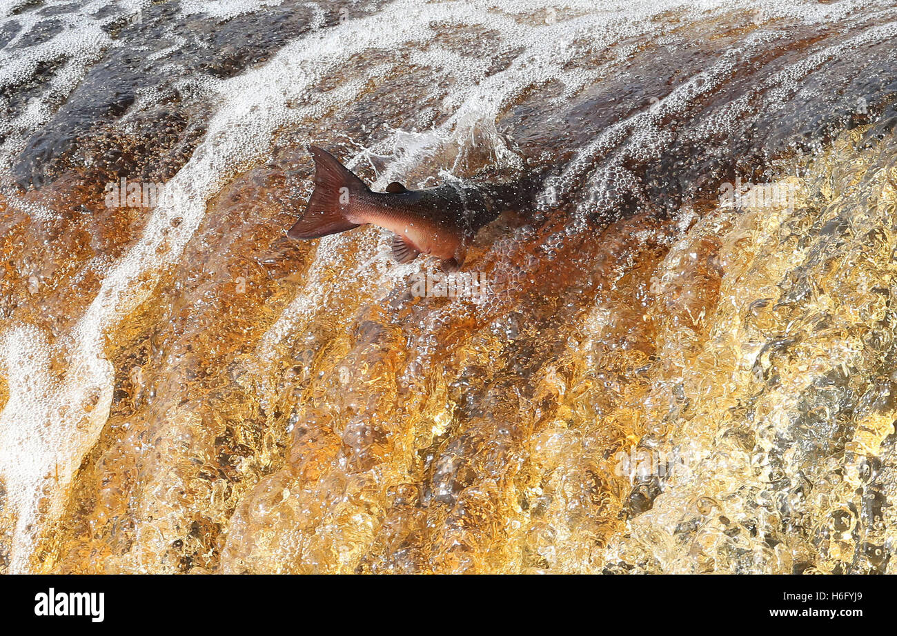 Hexham fish pass hi-res stock photography and images - Alamy
