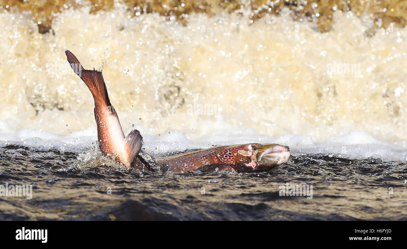 A salmon makes its way upstream on the River Tyne in Hexham, as tens of ...