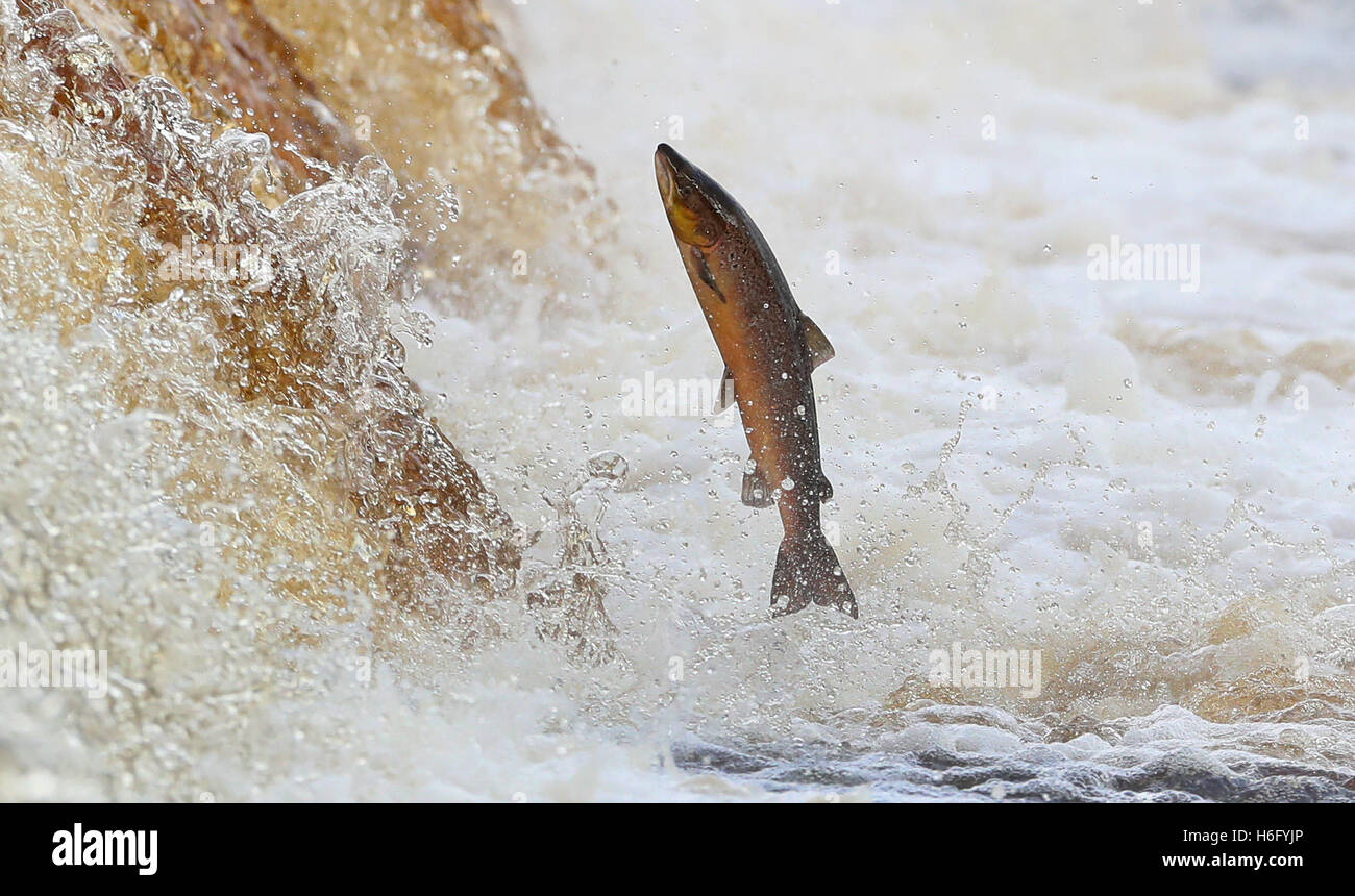 Salmon make its way upstream on the river tyne in hi-res stock ...