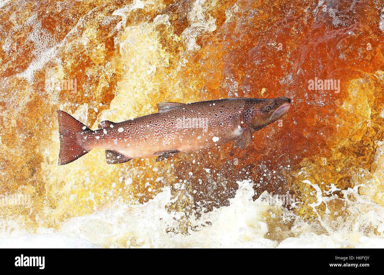 A salmon makes its way upstream on the River Tyne in Hexham, as tens of ...