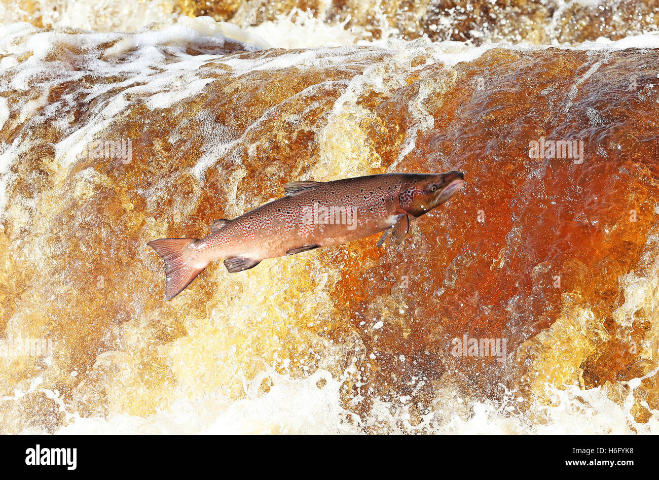 A salmon makes its way upstream on the River Tyne in Hexham, as tens of ...