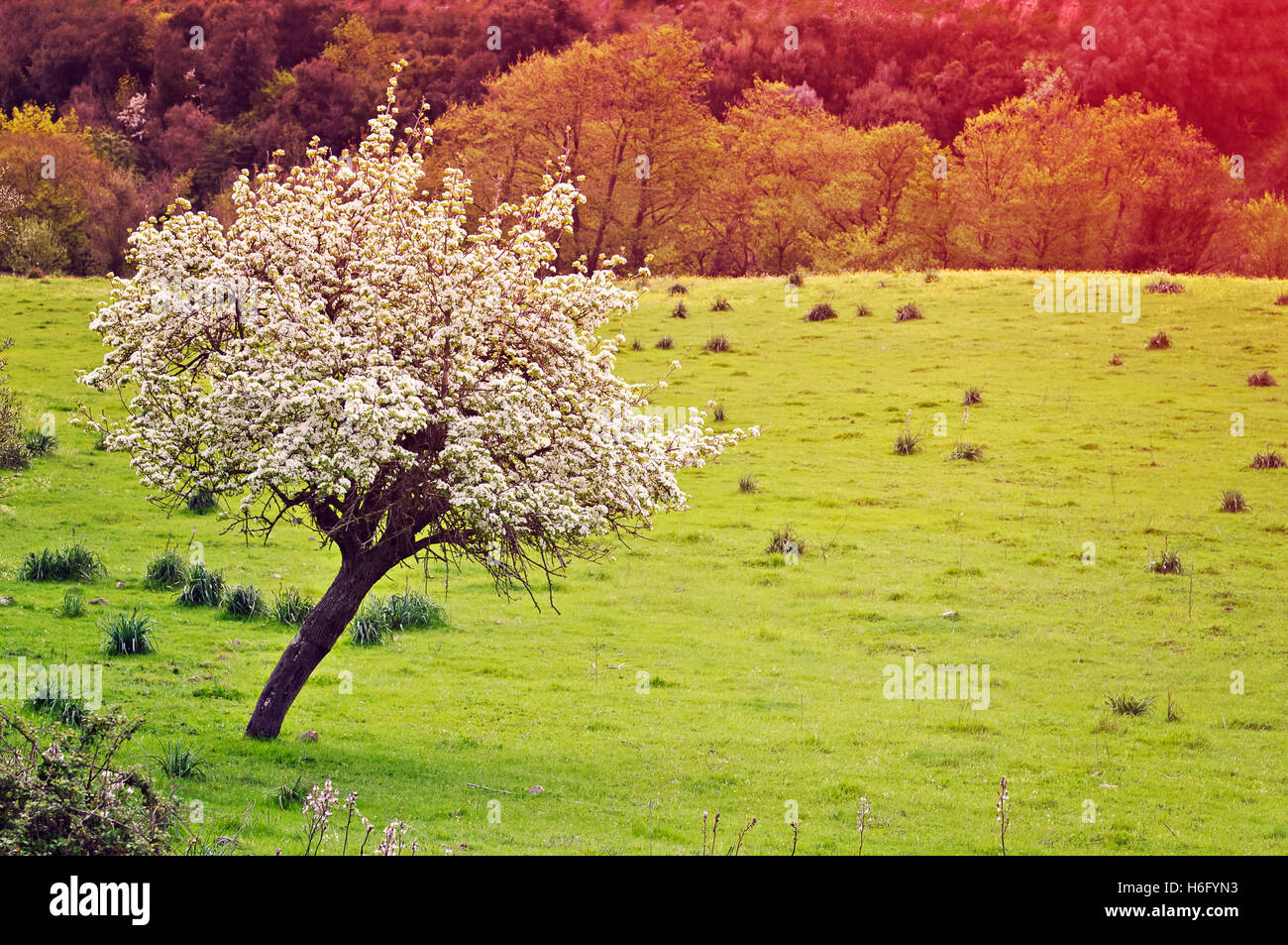 Wild poppy tree in bloom Stock Photo - Alamy