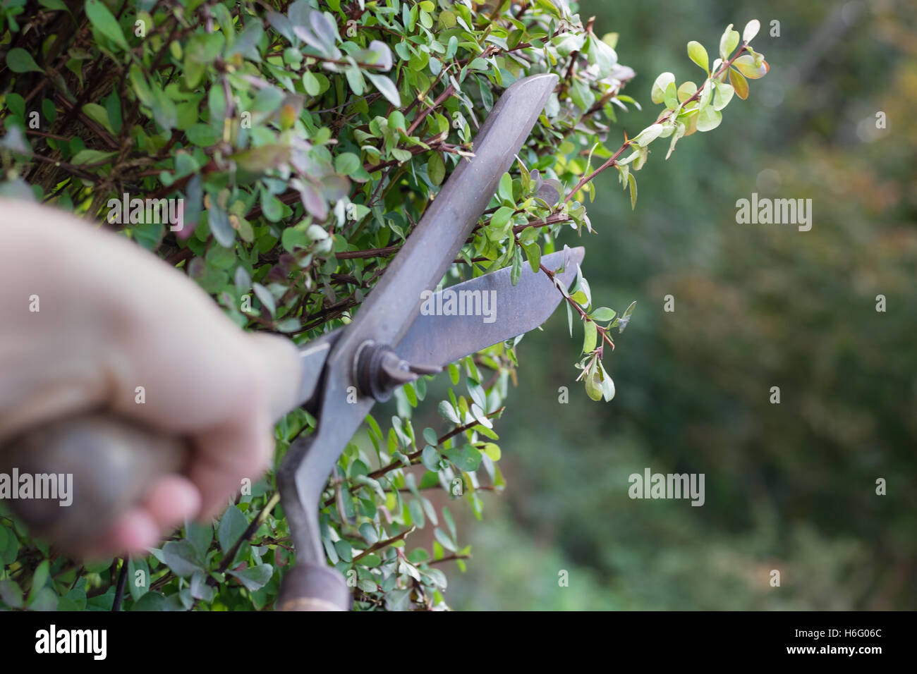 Hedge trimming in the garden Stock Photo - Alamy