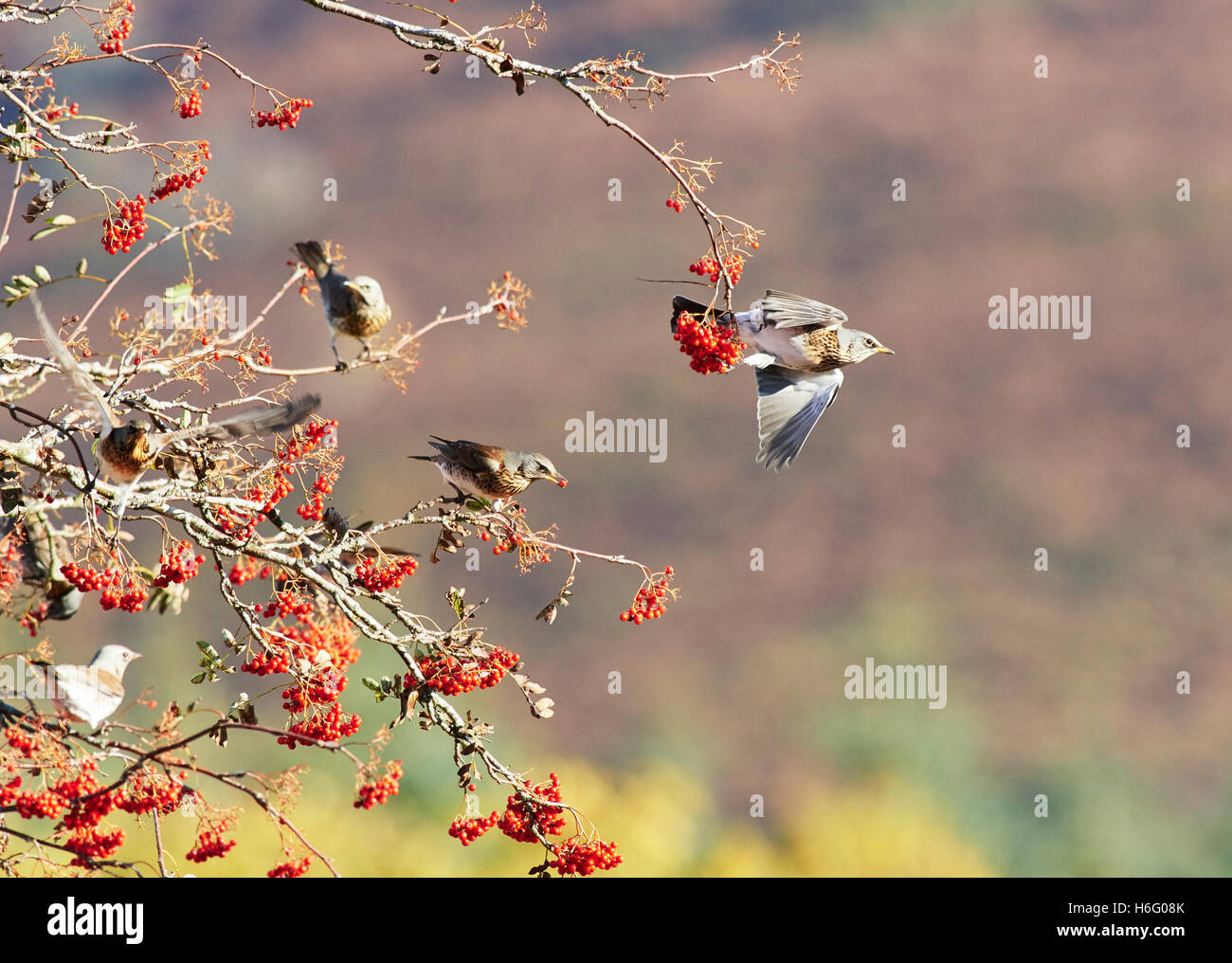 Llanwrthwl, Wales, UK 26th October, 2016. A mixed flock of several ...