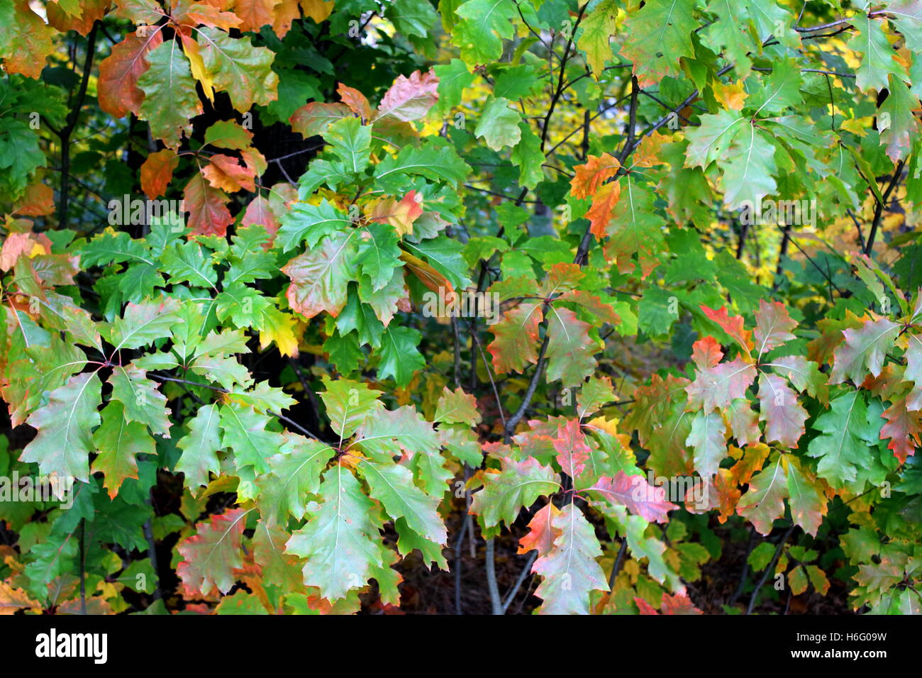 colorful autumn foliage Stock Photo - Alamy