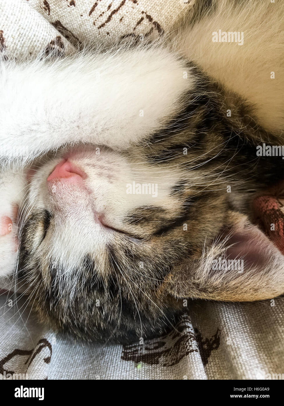 Baby Tabby Cat Sleeping In Kitty Basket Stock Photo - Alamy