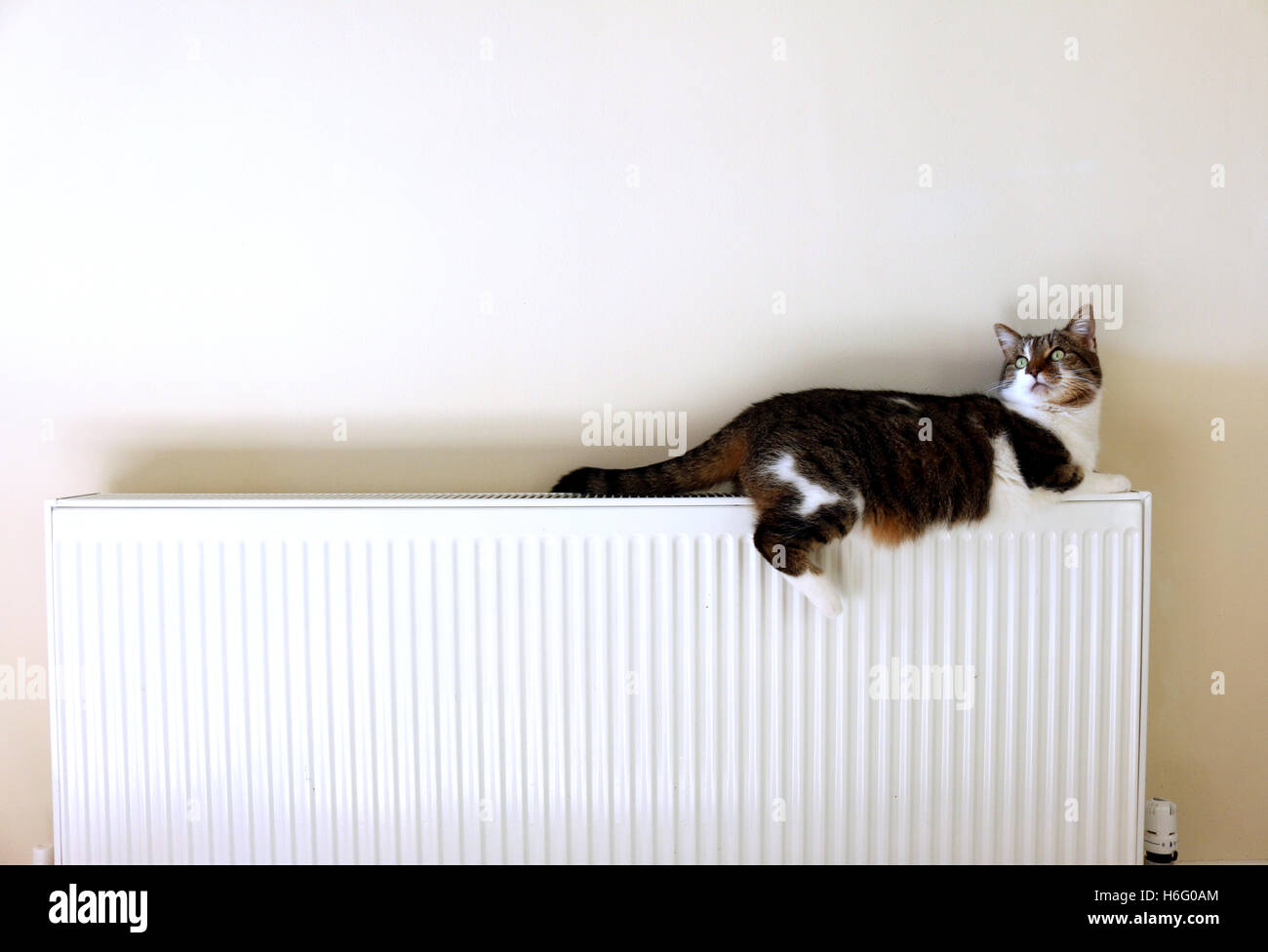 Tabby cat lying on top of a radiator looking up against a light grey ...