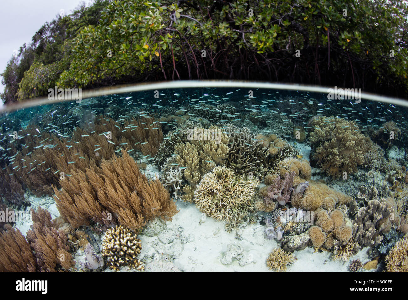 A beautiful coral reef thrives near a mangrove forest in Raja Ampat ...