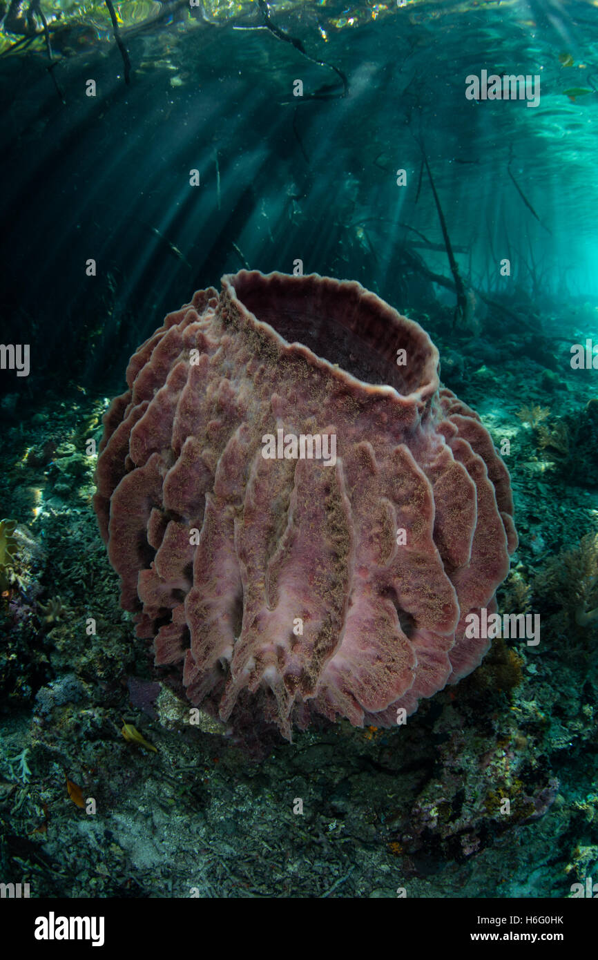 A barrel sponge and other marine invertebrates grow on the edge of a ...
