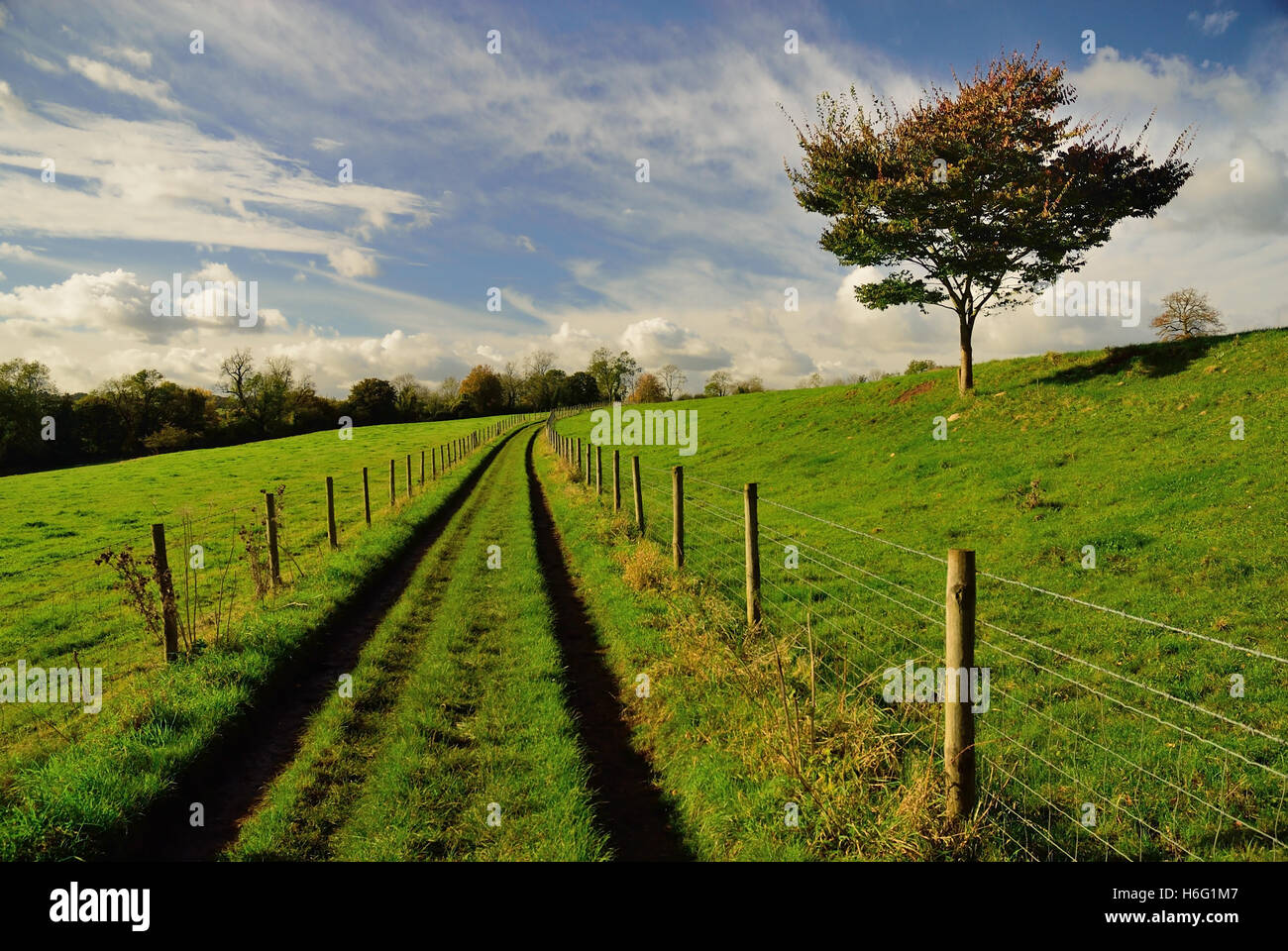 A lone tree beside a fence-lined footpath near Box, Wiltshire Stock ...