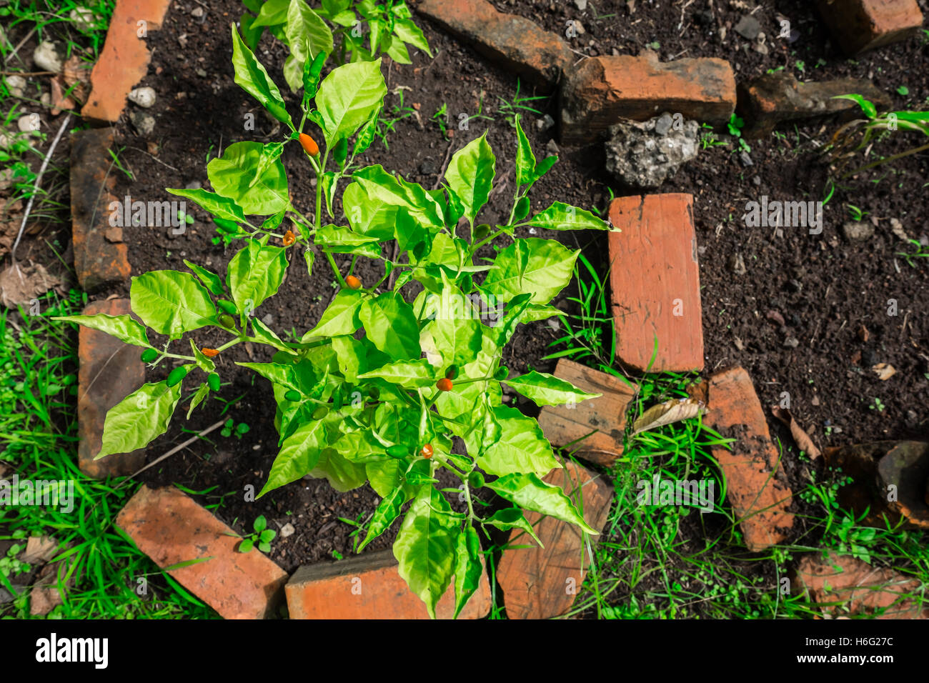 Chilli Padi plant in Sabah, Malaysia, captured in top-down view in ...