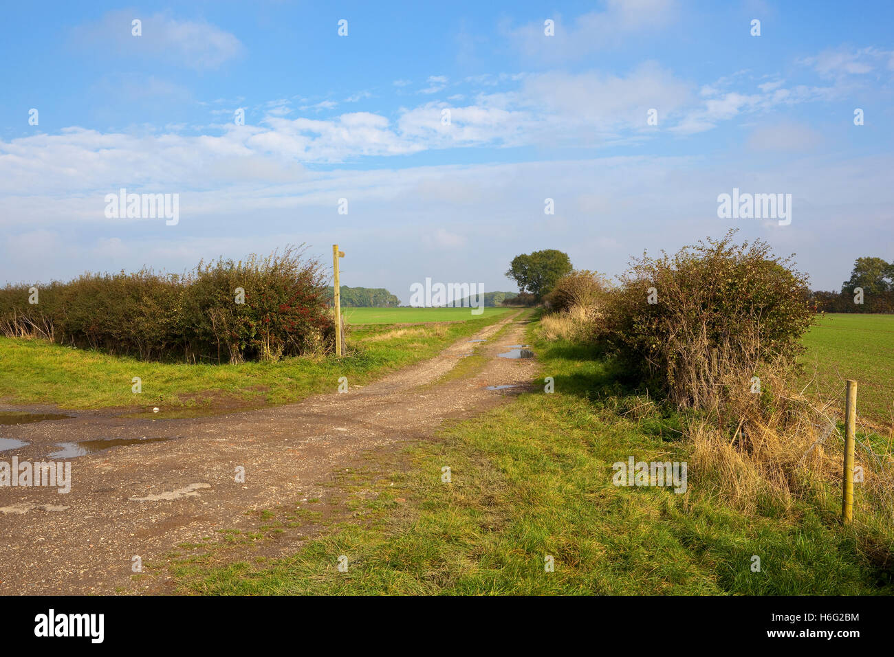 A country footpath and bridleway with a wooden signpost in farmland by ...