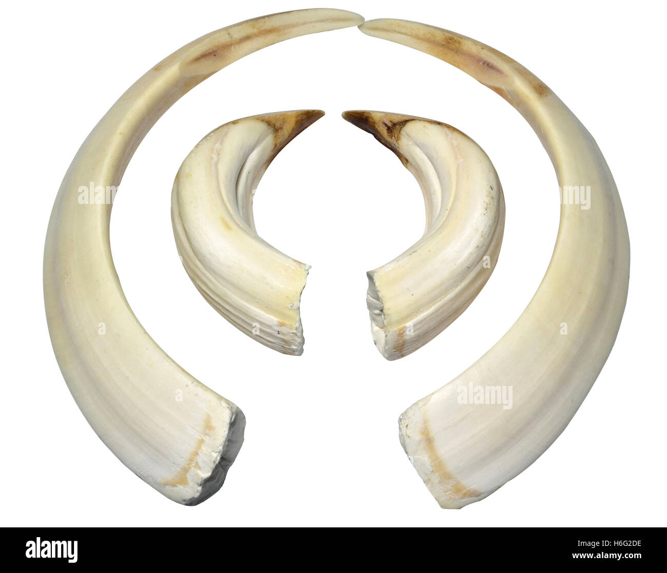 Set of wild pigs teeth Stock Photo - Alamy
