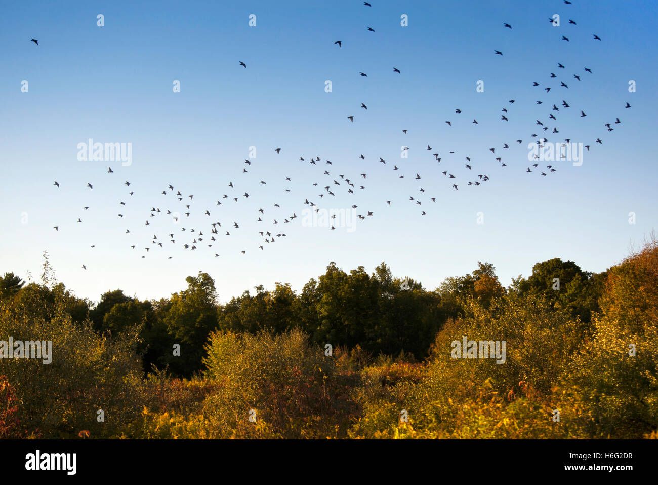 Flying birds trees hi-res stock photography and images - Alamy