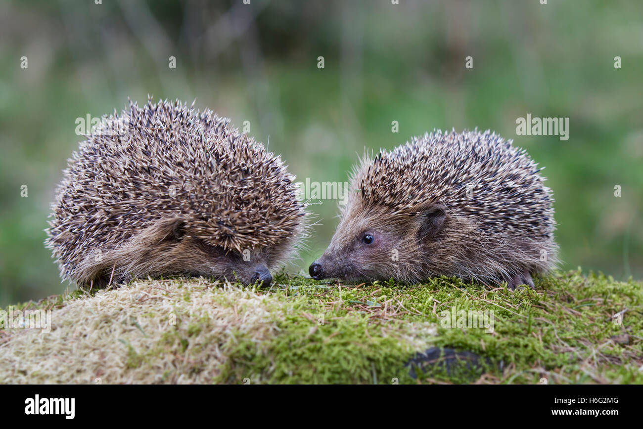 Erinaceus Europaeus High Resolution Stock Photography and Images - Alamy