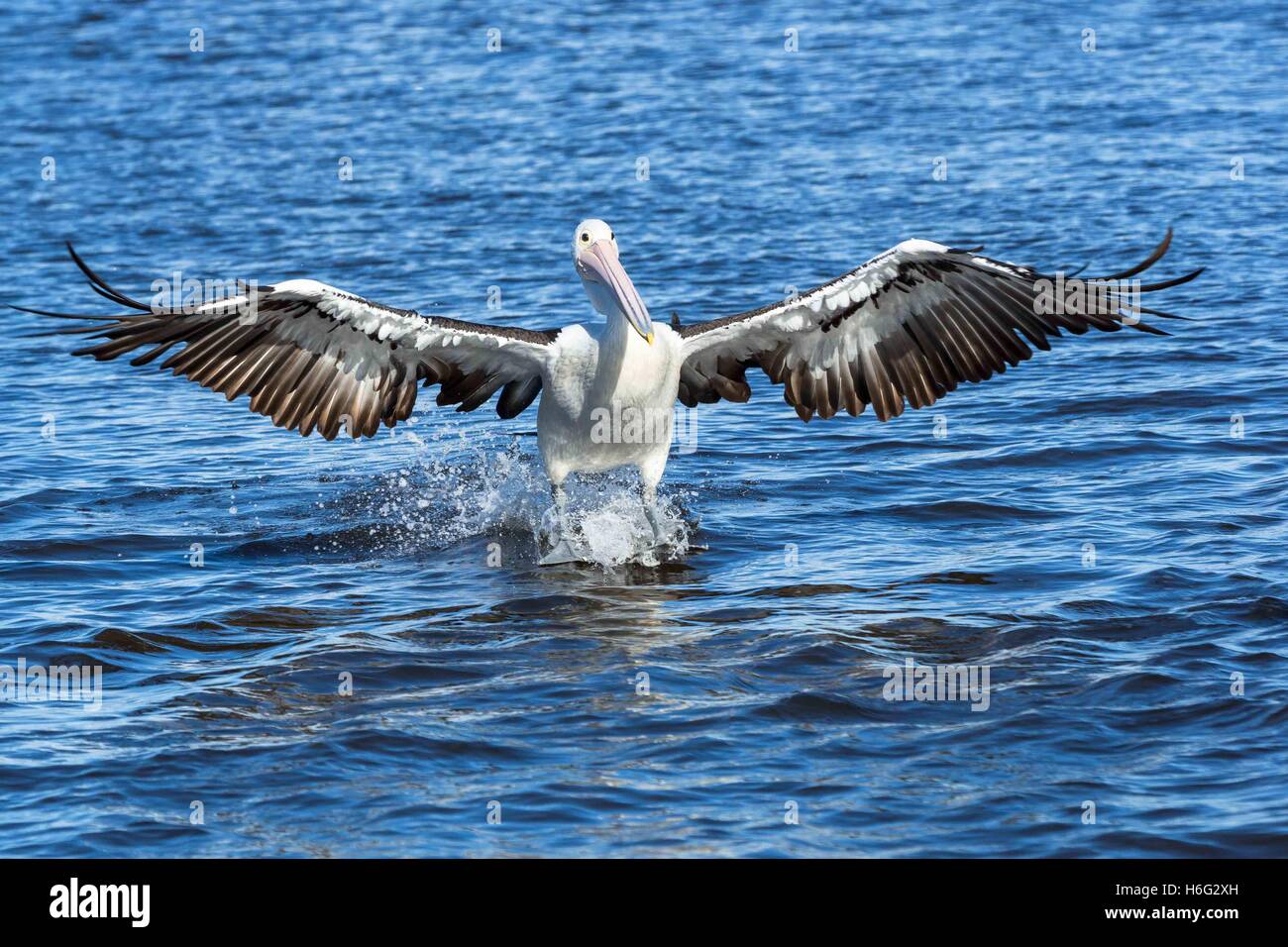 Australian pelican landing on pelecanus sea hi-res stock photography ...