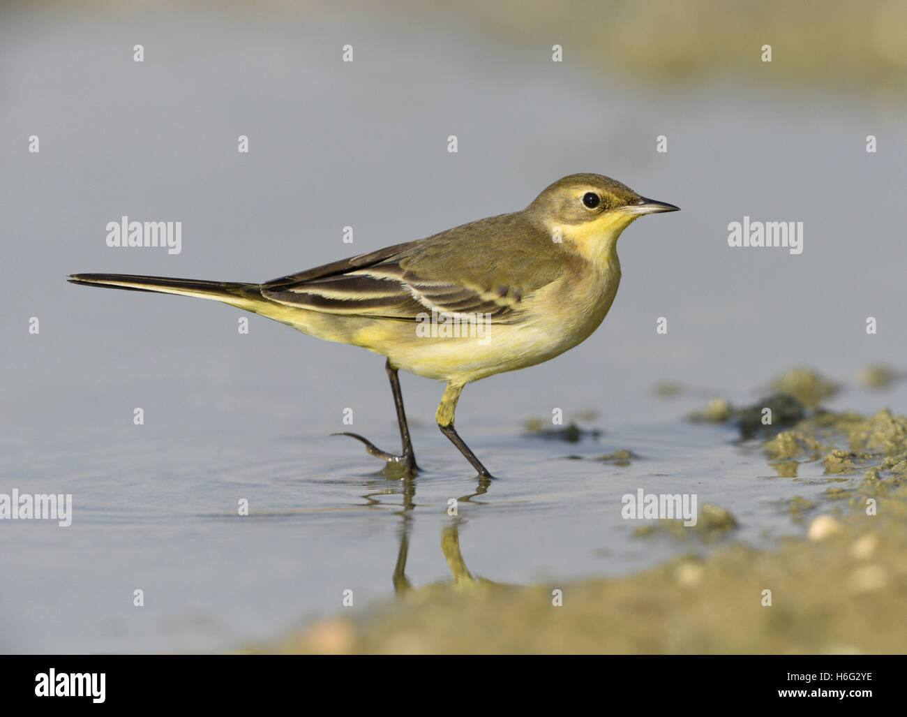 Yellow Wagtail - Motacilla flava Stock Photo - Alamy