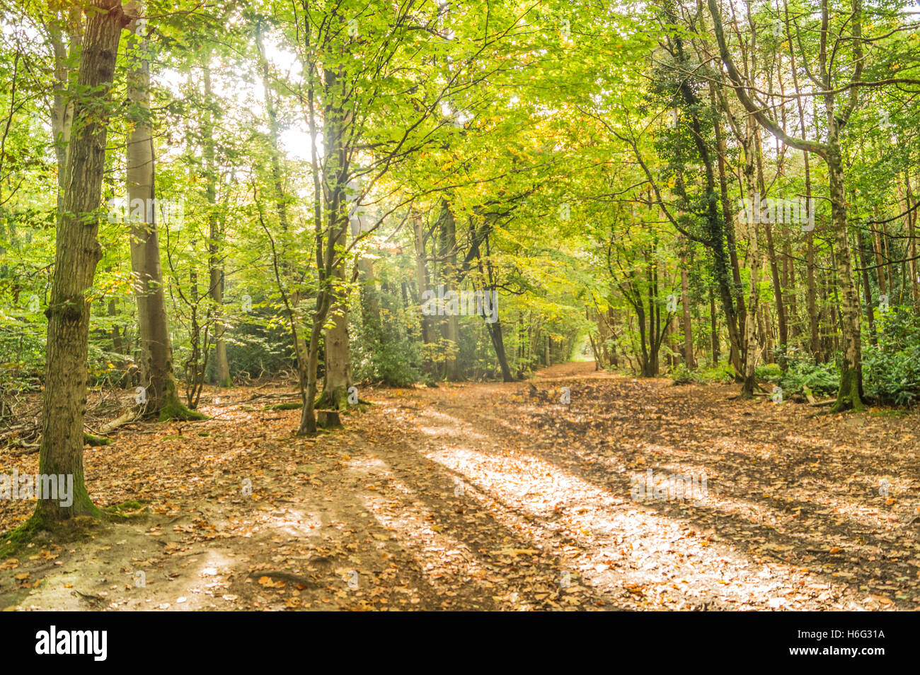 The Sunlit Woodland Track Stock Photo - Alamy