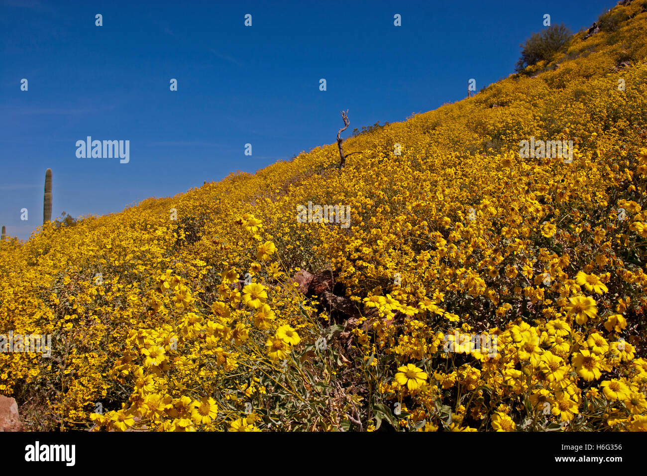 Springtime bloom on Arizona Silly Mountain showing typical Arizona ...
