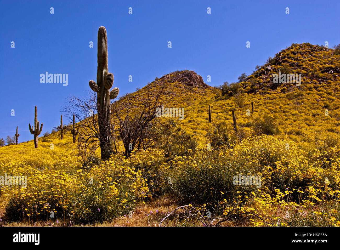 Springtime bloom on Arizona Silly Mountain showing typical Arizona ...
