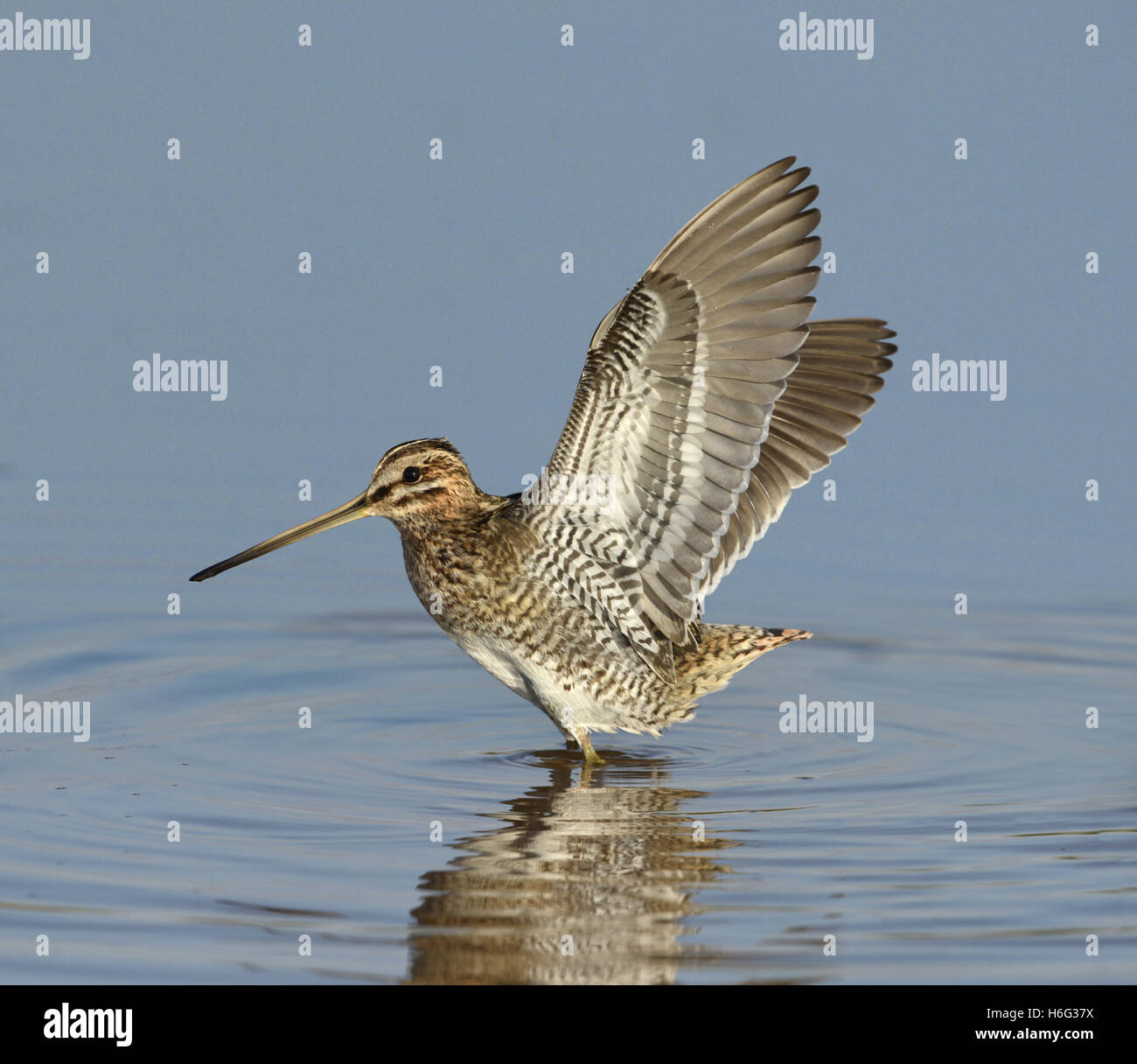 Common Snipe - Gallinago gallinago Stock Photo - Alamy