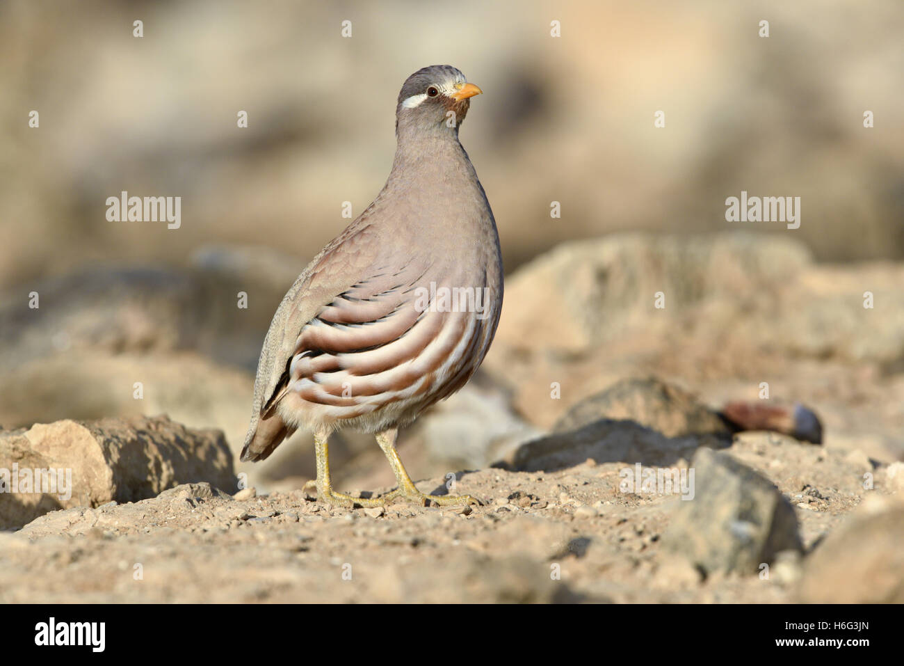 Sand Partridge - Ammoperdix heyi Stock Photo - Alamy