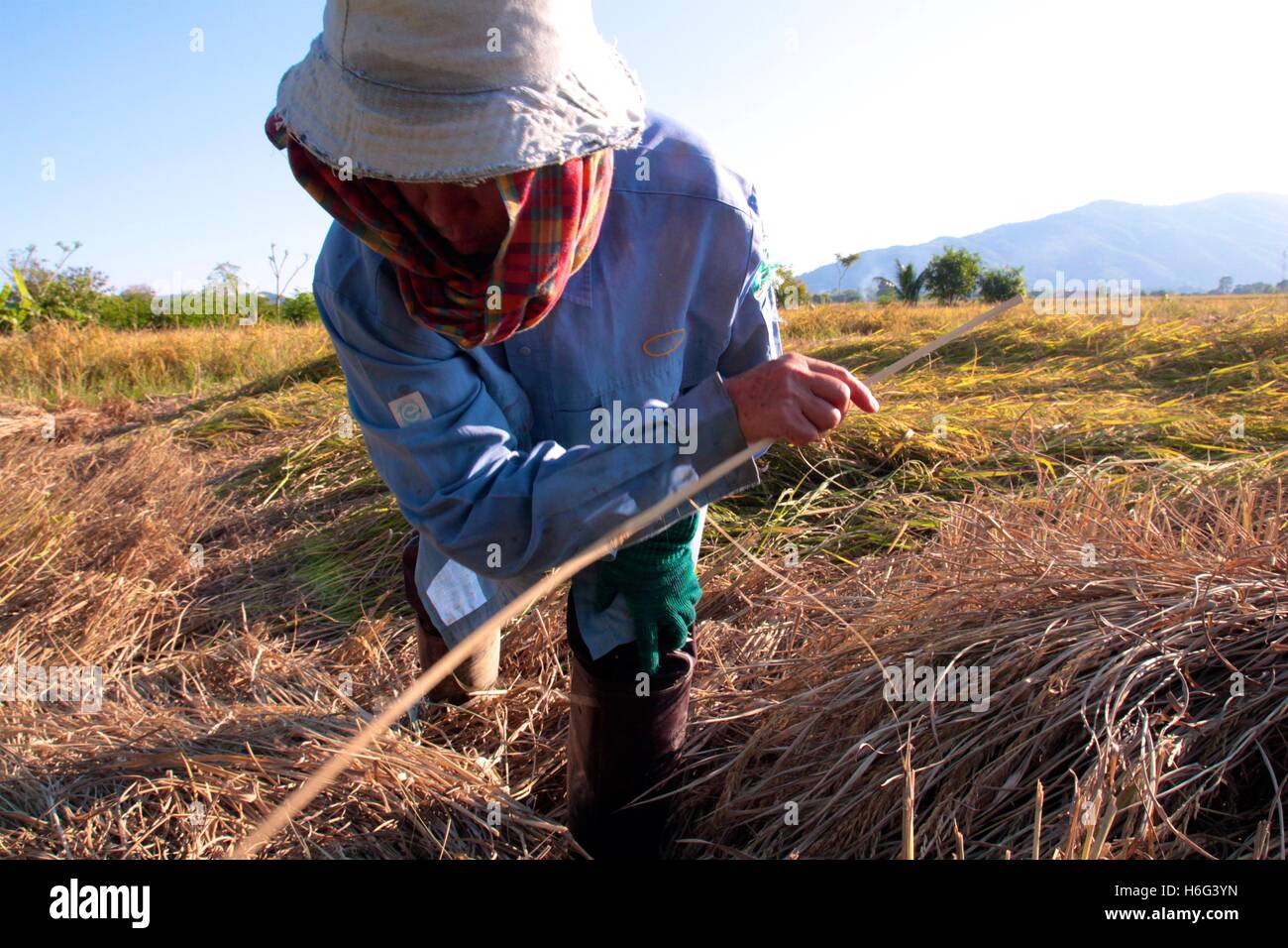 People harvest rice in Chiang Rai Stock Photo - Alamy