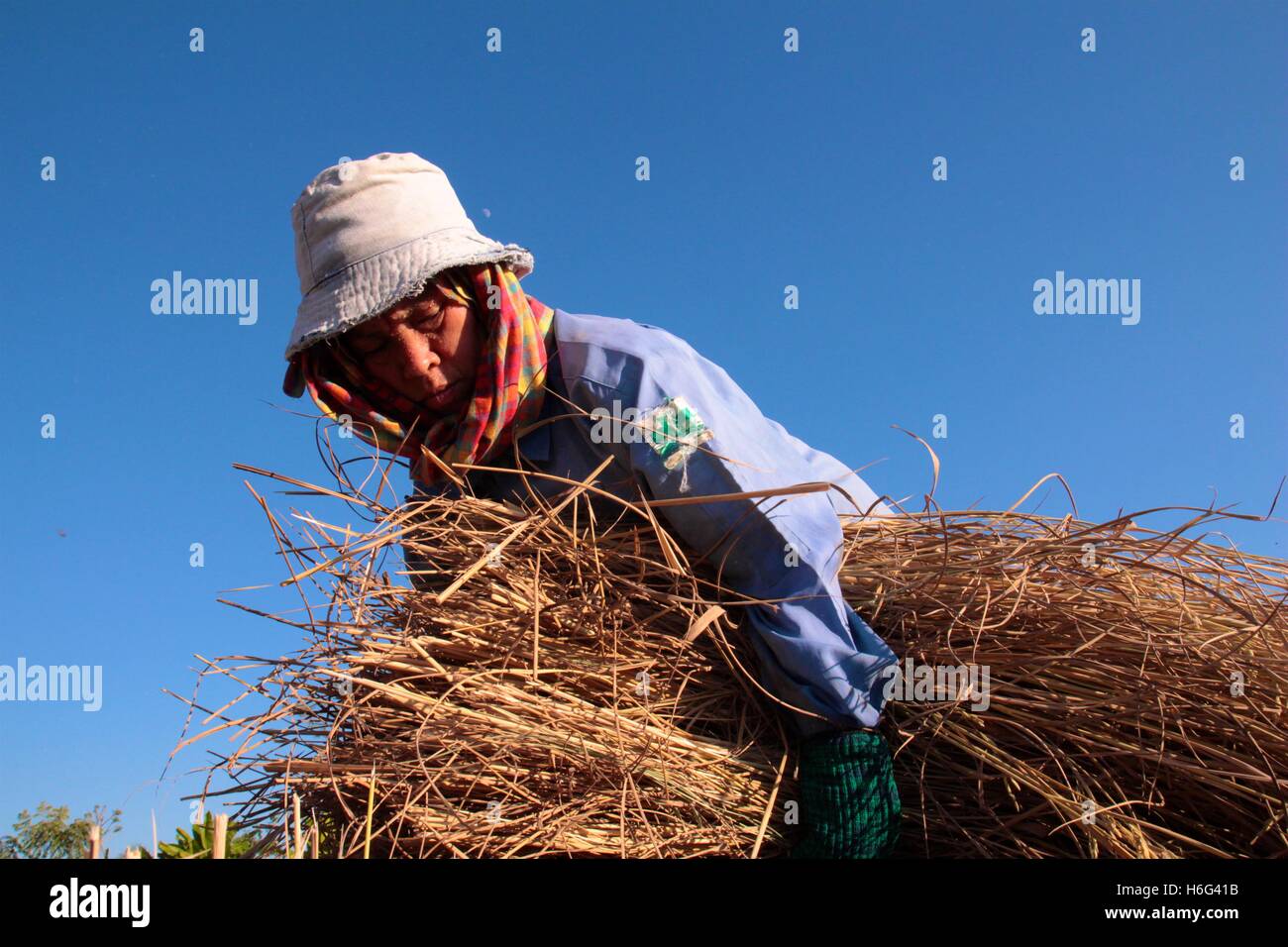 People harvest rice in Chiang Rai Stock Photo - Alamy