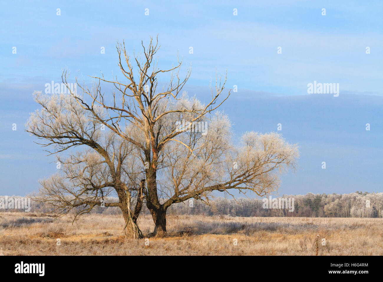 high dry tree is covered with a layer of frost Stock Photo - Alamy