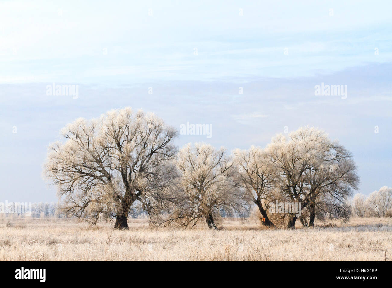 first frost covered trees Stock Photo - Alamy