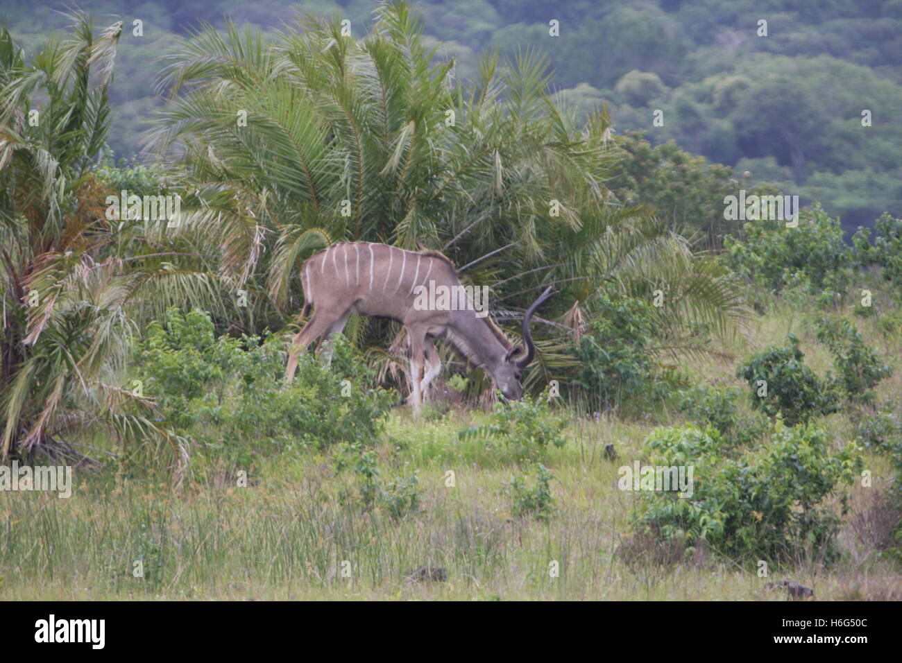 Adult kudu bull browsing Stock Photo - Alamy