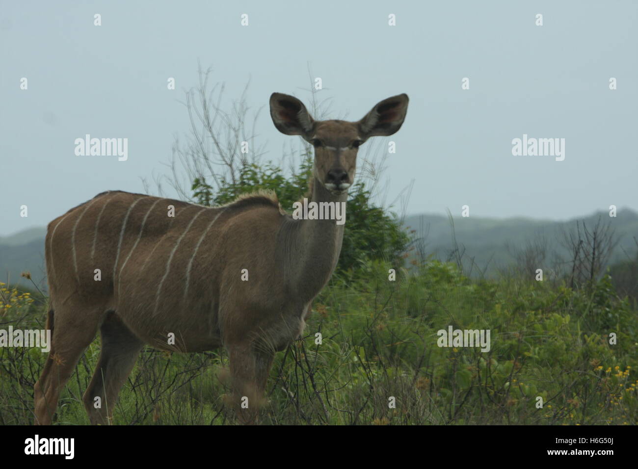 Kudu buck hi-res stock photography and images - Alamy