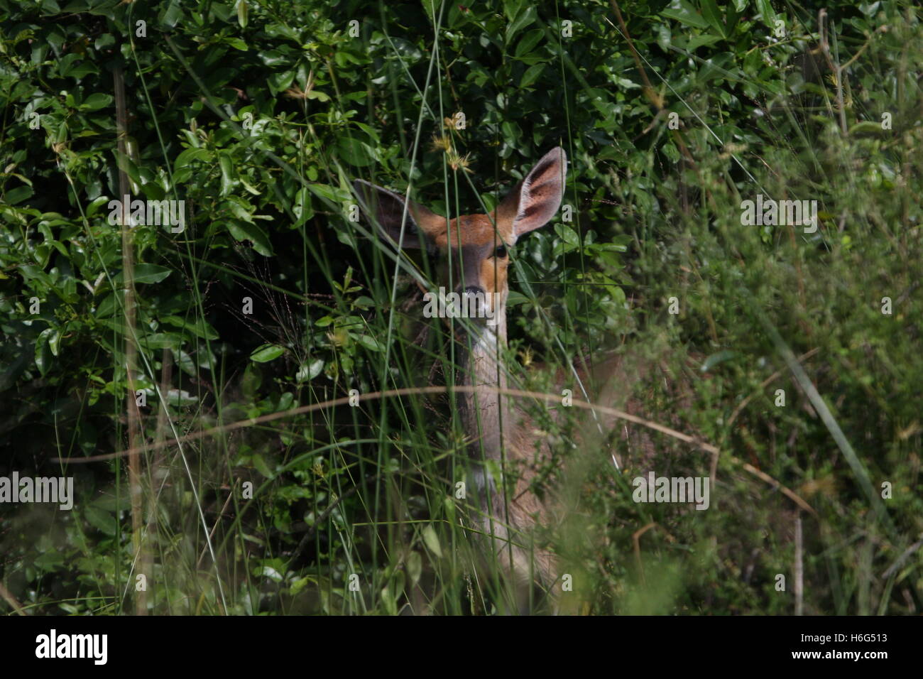 Bushbuck doe in forest Stock Photo - Alamy