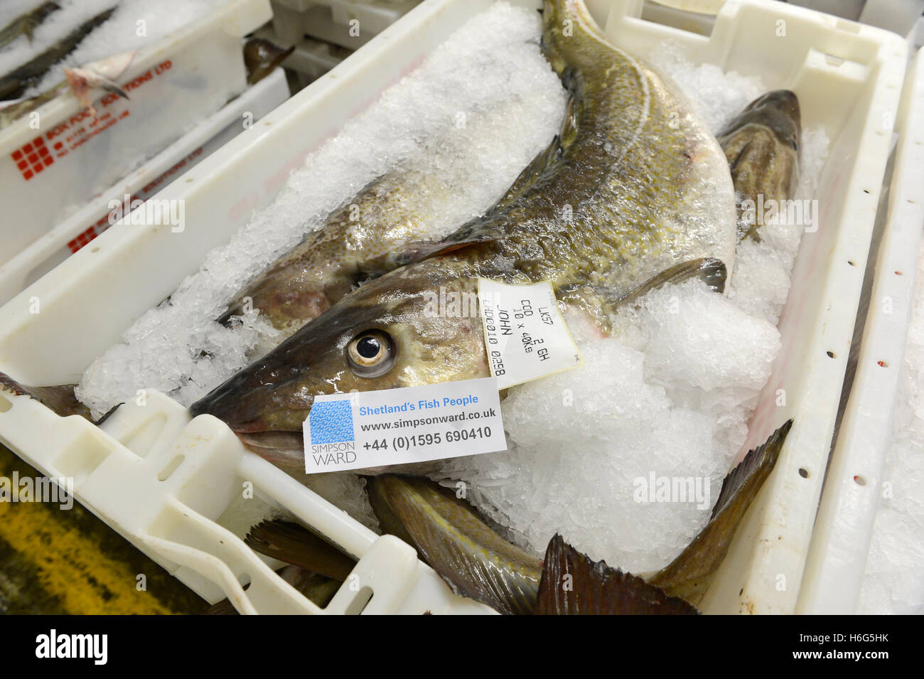 Scotland trawler fish catch hi-res stock photography and images - Alamy