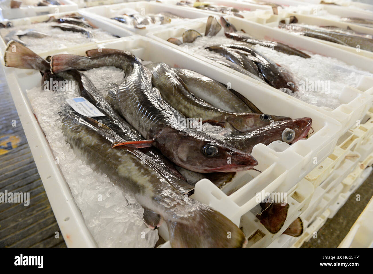 Fishing boat catch boxed and iced at Lerwick Fish Market in the ...