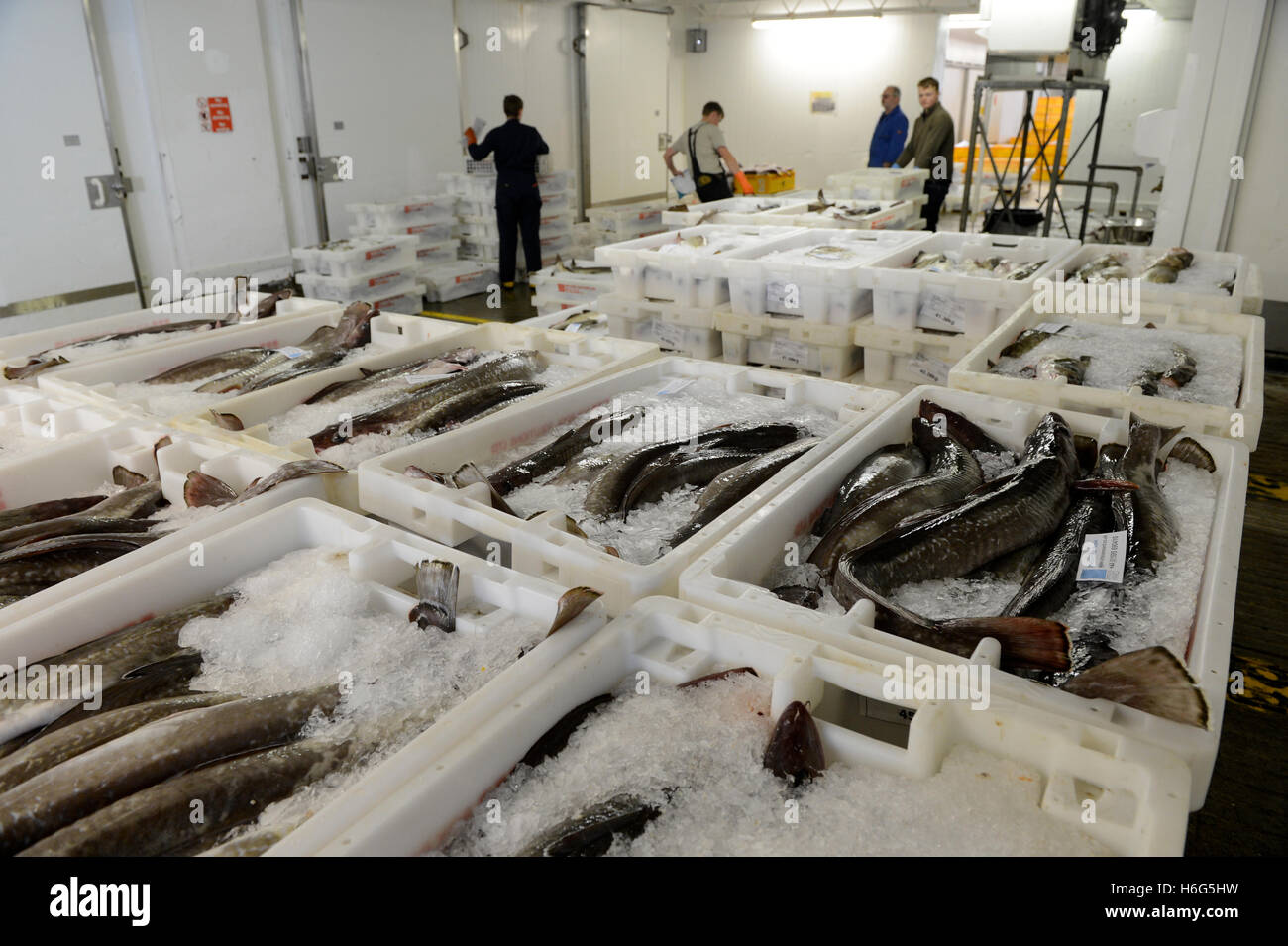 Fishing boat catch boxed and iced at Lerwick Fish Market in the ...