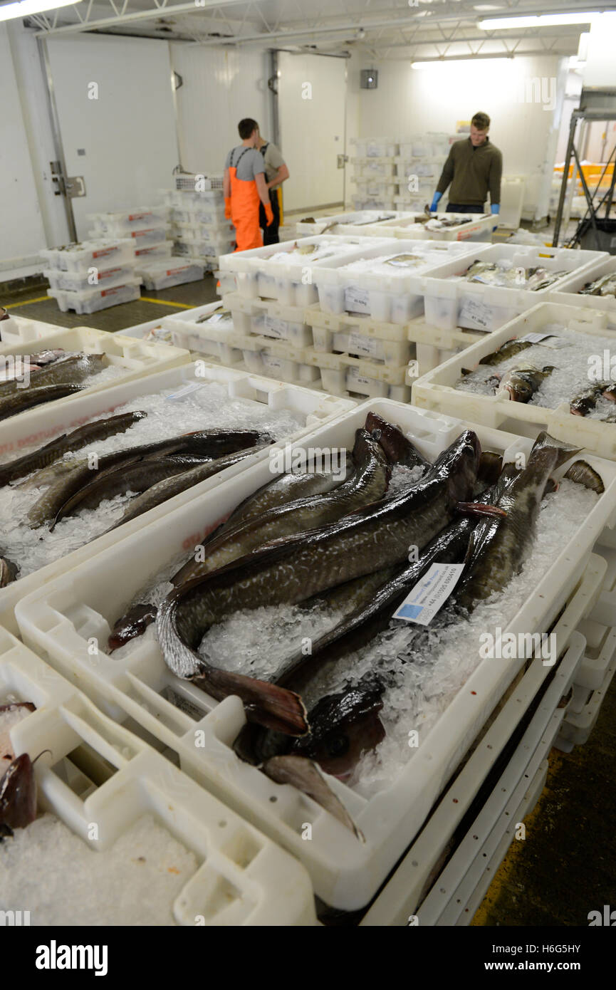 Fishing boat catch boxed and iced at Lerwick Fish Market in the ...