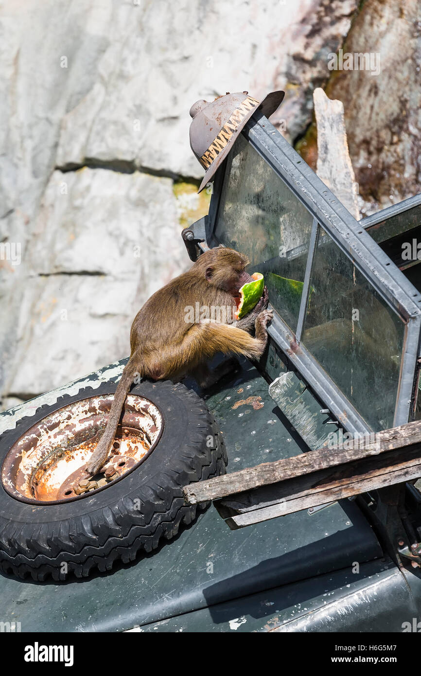 Small monkey eating watermelon sitting on the hood of the car Stock ...