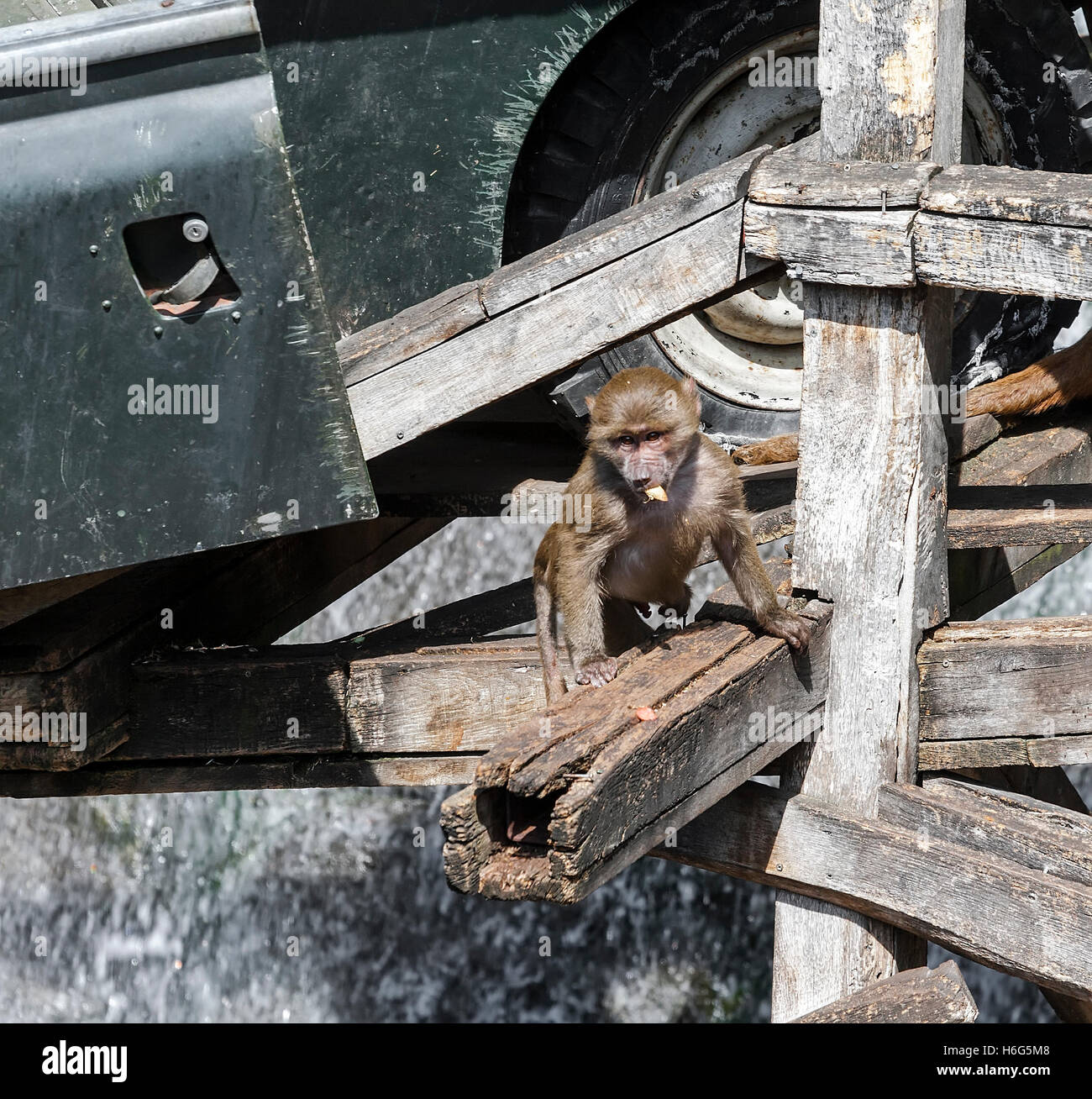 Little monkey with a cracker in his mouth Stock Photo - Alamy