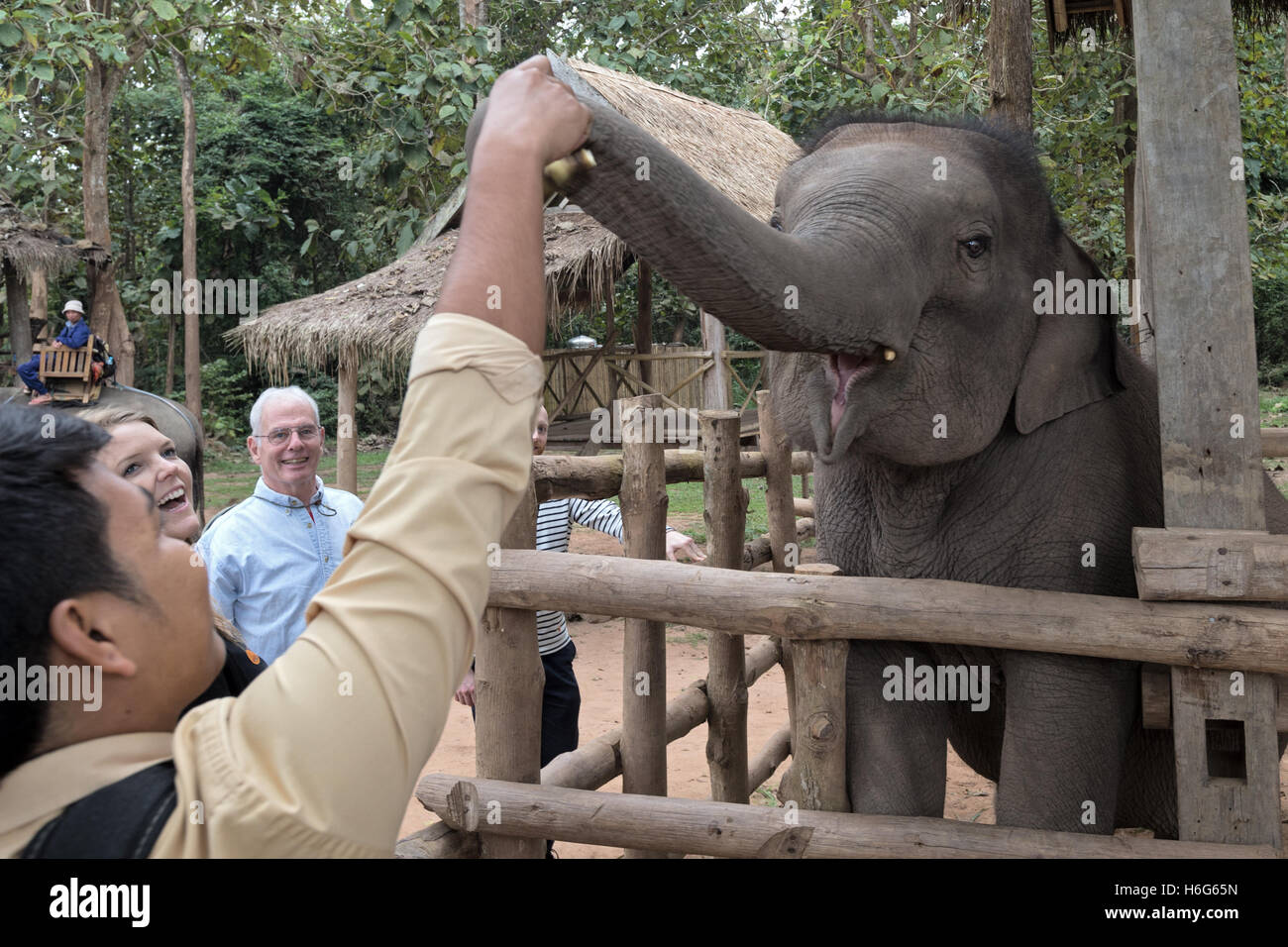 Feeding young elephants, Teak forest, Elephant Village, Ban Xieng Lom ...