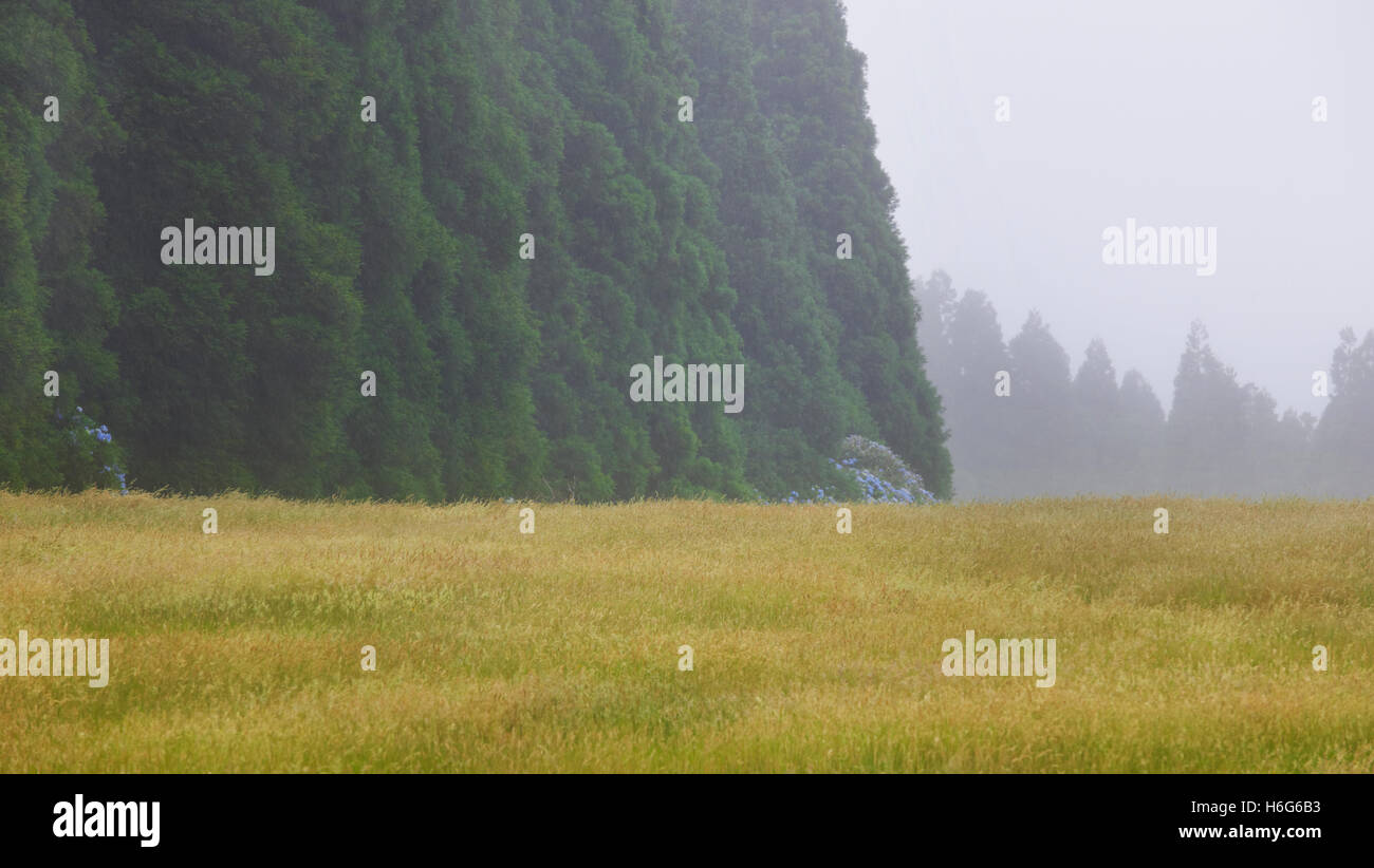 Foggy landscape with yellow field and green forest. Terceira. Azores ...