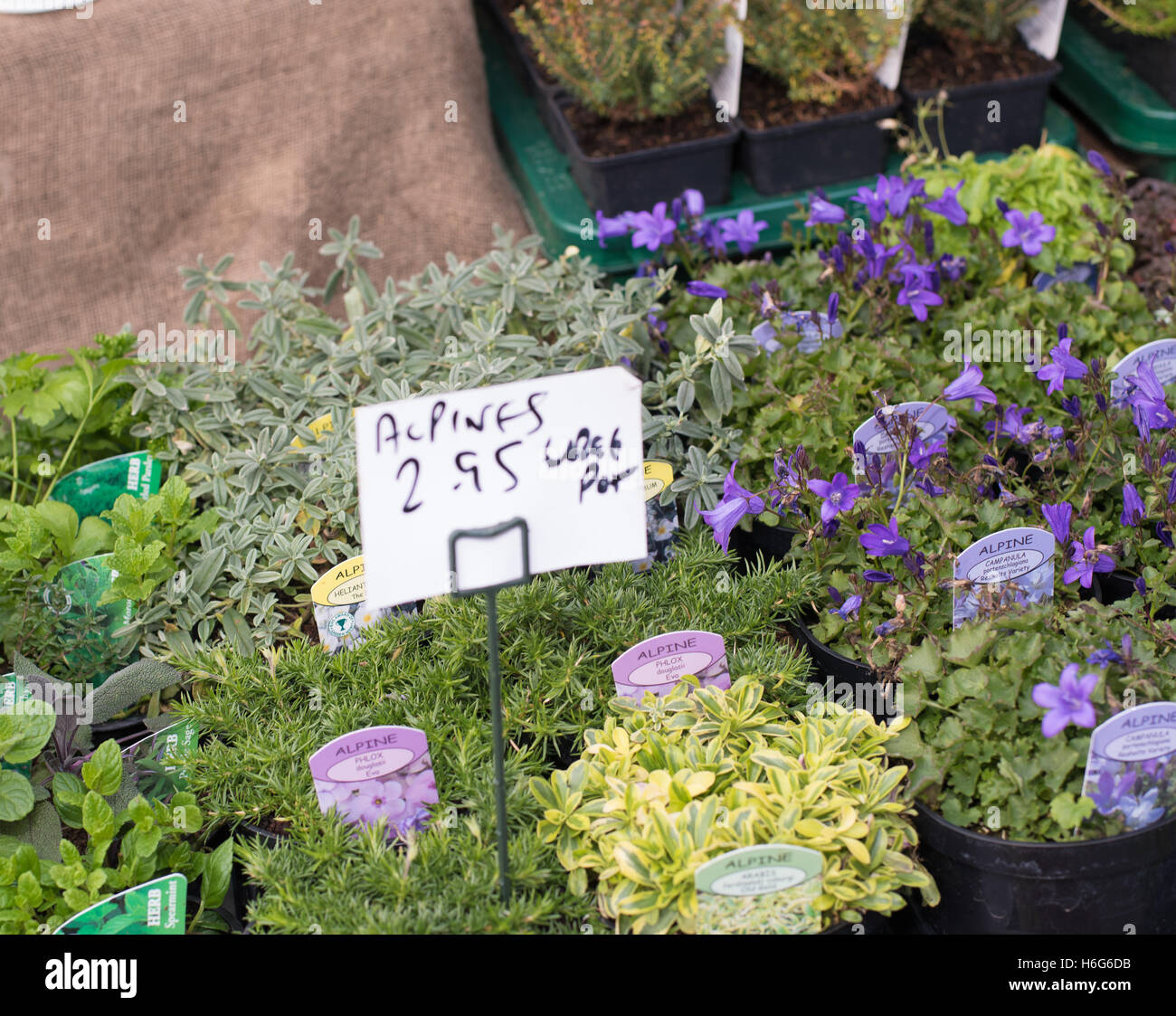 Market stall selling flowers hi-res stock photography and images - Alamy