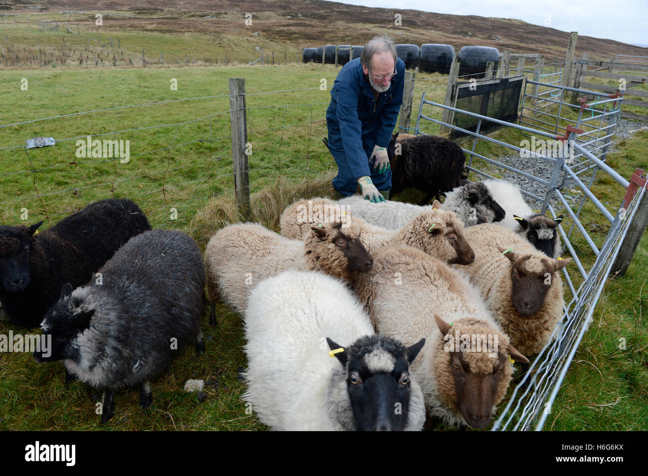 Peter Glanville with his flock of Shetland sheep that produce organic ...