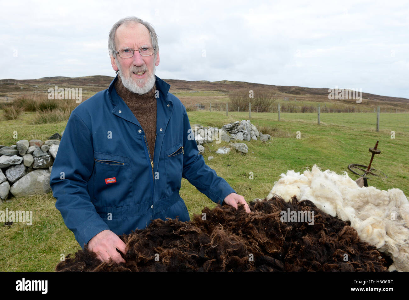 Peter Glanville with his flock of Shetland sheep that produce organic ...