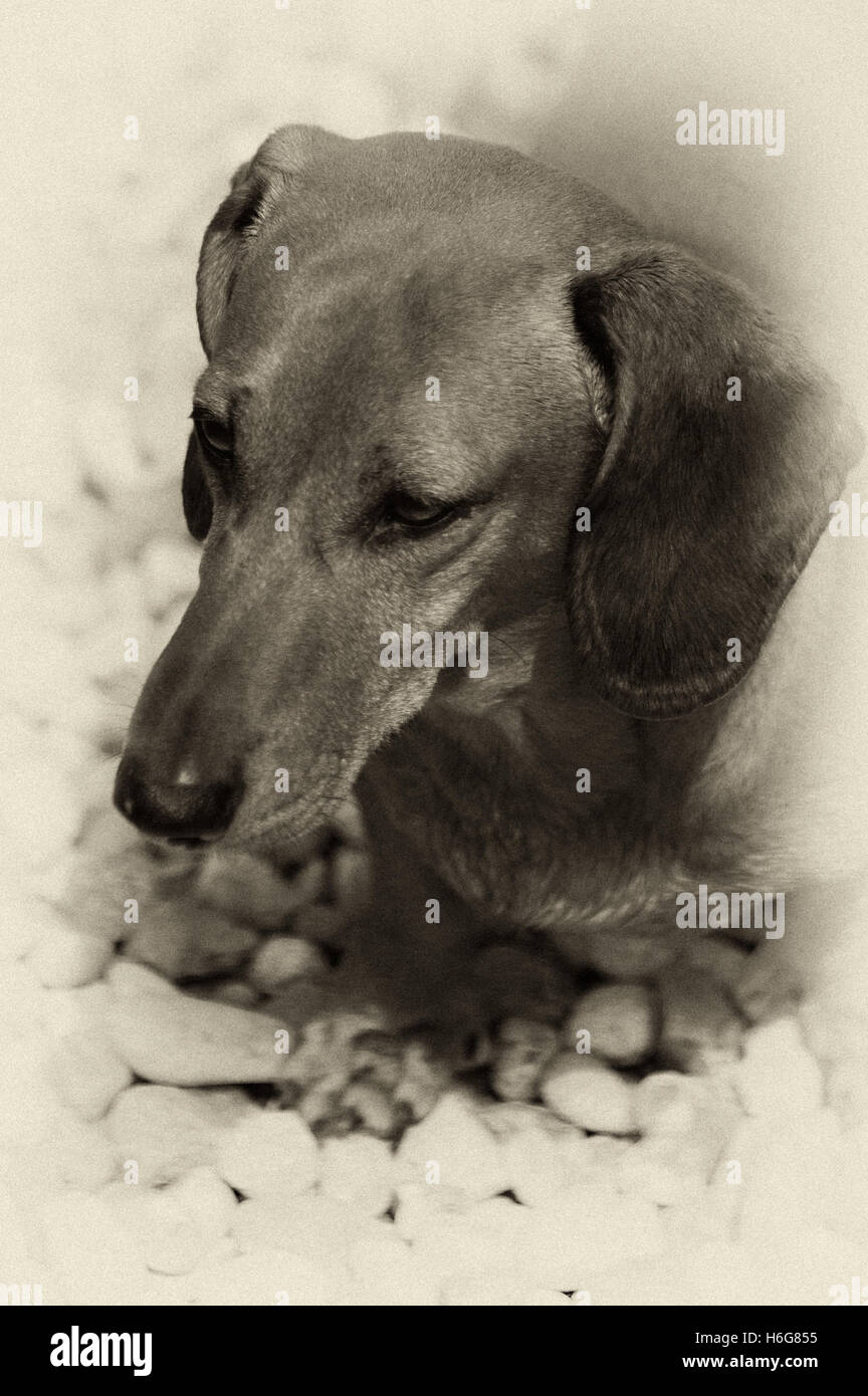 German badger dog hi-res stock photography and images - Alamy