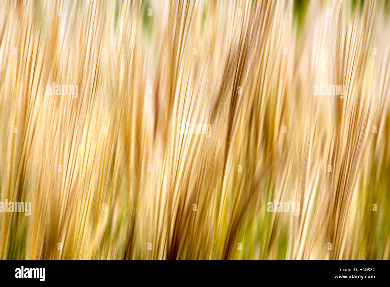 Dried grass hi-res stock photography and images - Alamy
