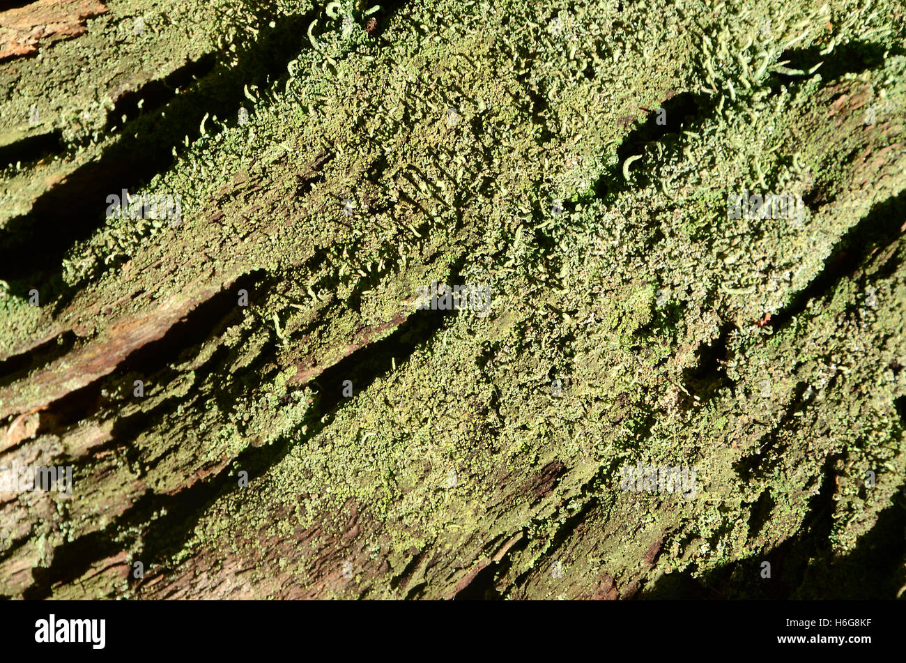 Moss on a rotting tree stump Stock Photo - Alamy