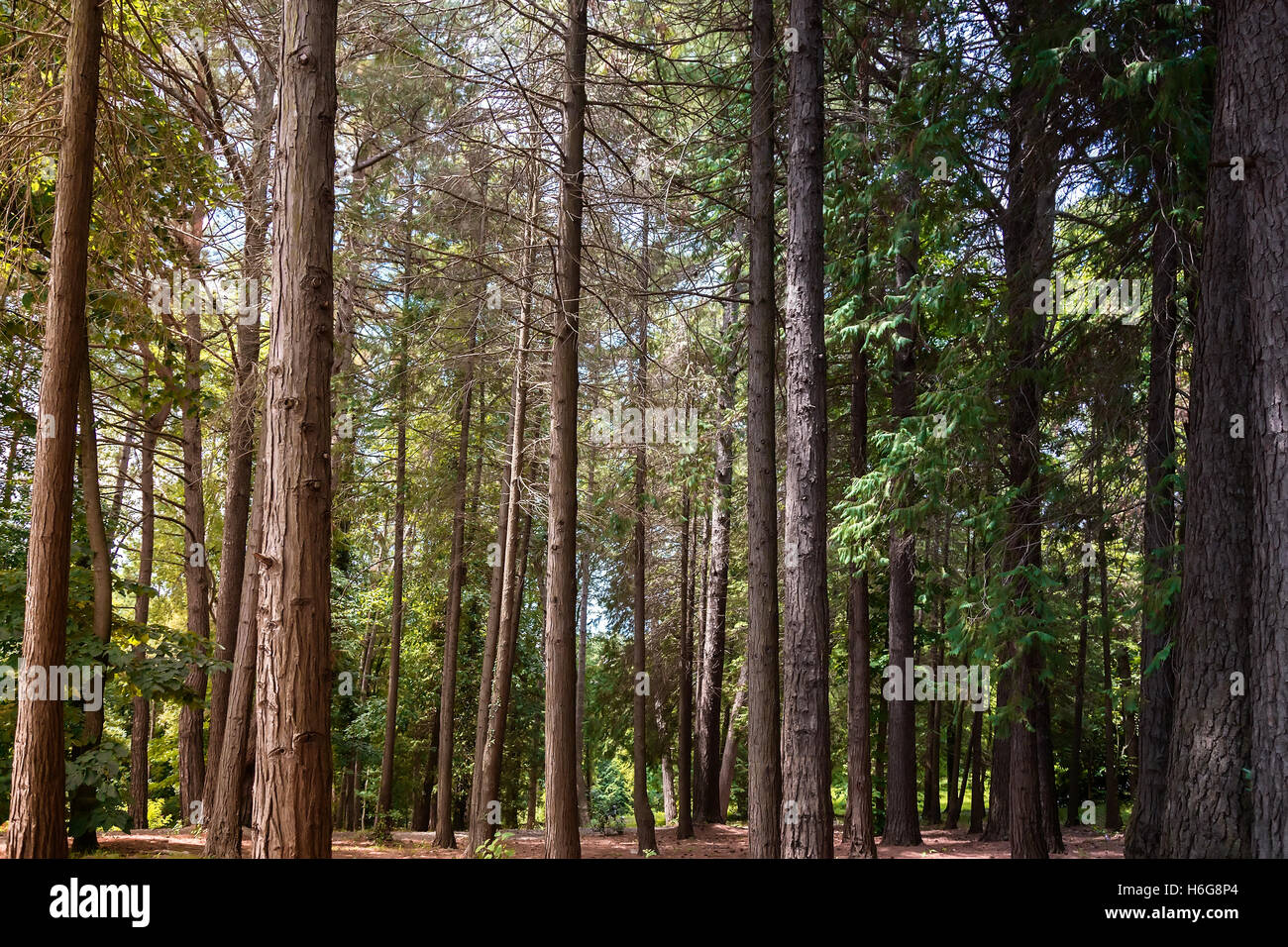 Deciduous hardwoods hi-res stock photography and images - Alamy